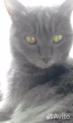 Британская