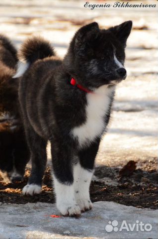 Яп. Акита прекрасная девчонка