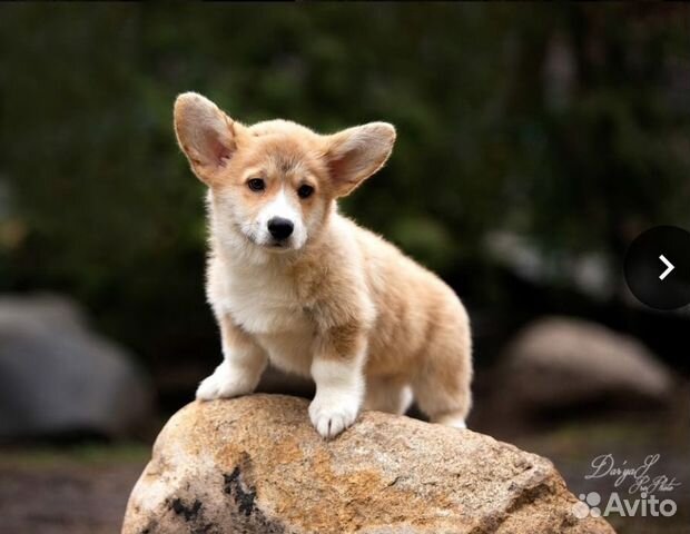 Вельш корги пемброк супер Парень