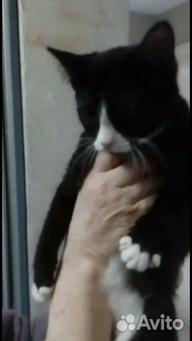 Стерильная кошечка- подросток ищет маму