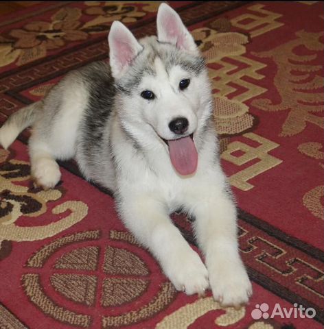 Сибирский хаски