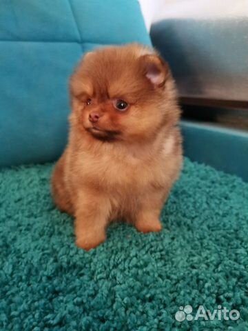 Кобель померанского шпица. Окрас шоколадный соболь