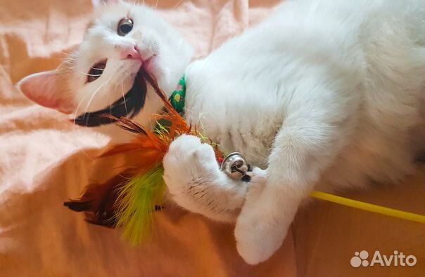 Кошка Иванка