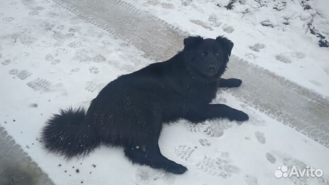 Собака в надежные руки