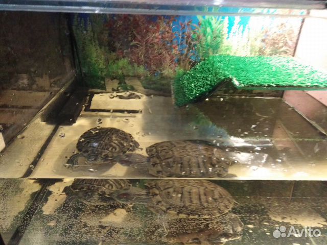 Отдам красноухих черепашек