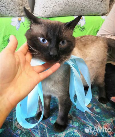 Ищем добрые руки