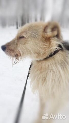 Собака Иви из приюта ищет дом бесплатно