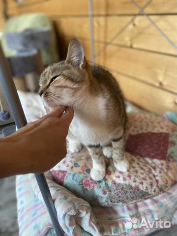 Удивительная ласковая кошечка