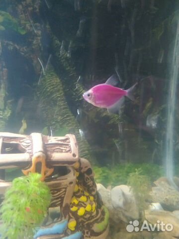 Тернеции обмен