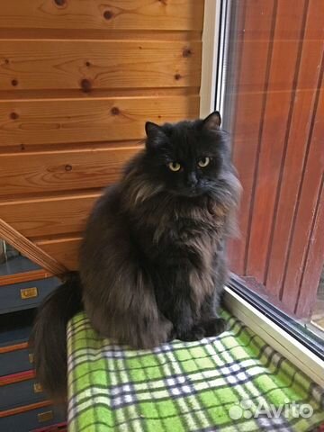 Ася кошка 3-4 года порода Шанталья Тиффани