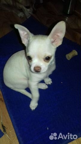 Щенок чихахуа