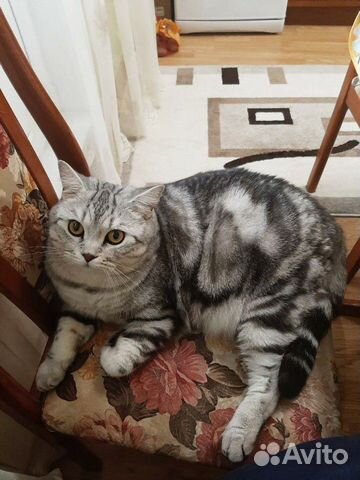 Шотландская