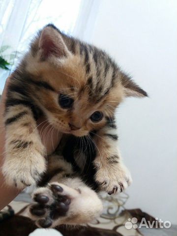 Мраморный шотландец