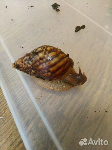 Улитки Ахатина