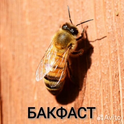 Пчёлы бакфаст