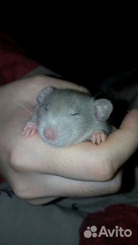 Крысята дамбо Перл и Голубой