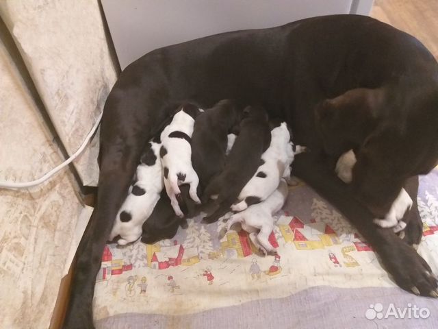 Щенки курцхаара