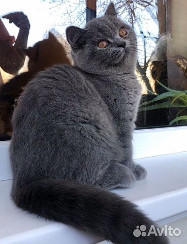 Британский котик шоу класса