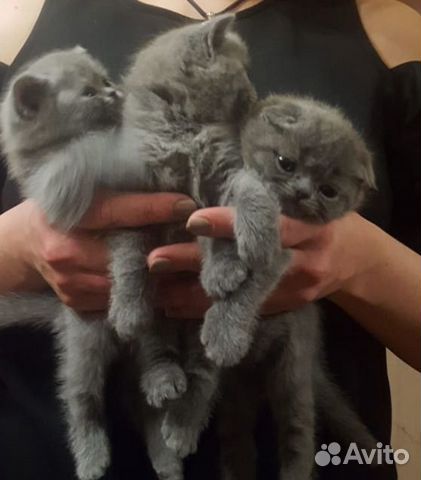 Британские котята чистокровные