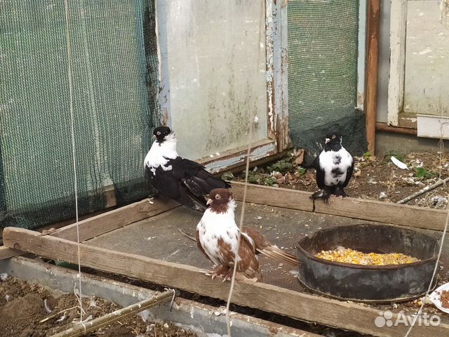 Голуби статные