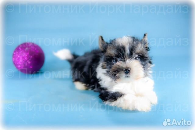 Микро бивер