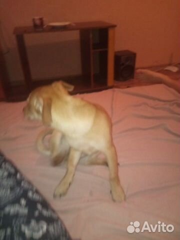 Отдам в добрые руки