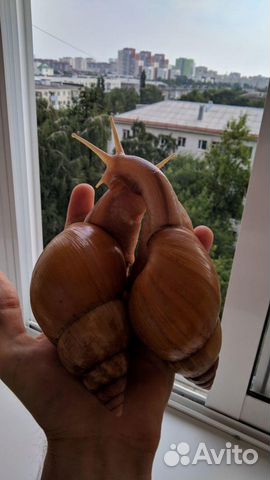 Улитки Ахатина Фулика взрос. 2 шт. (2 террариума)