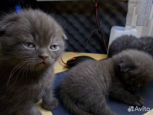 Котята шотландские вислоухие