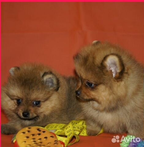 Озорные пушистики