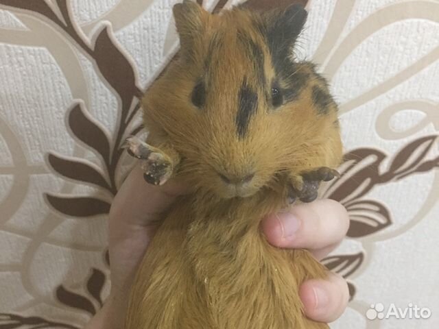 Продаю морскую свинку