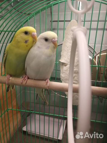 Девочки волнистики