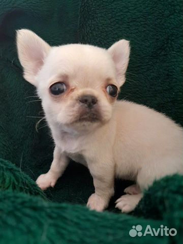 Чихуахуа мини девочка