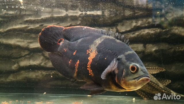 Астронотус