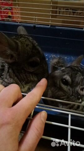 Лучшая парочка шиншилл