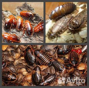 Таракан туркменский. Корм для рыб