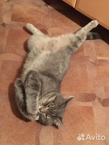 Шотландский кот