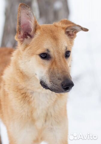 Собака