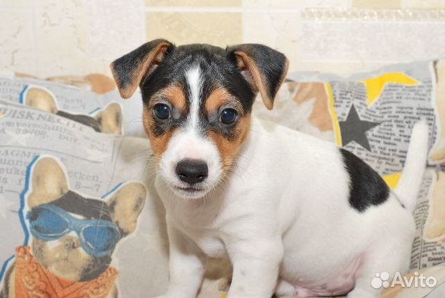 Щенок Джек Рассел терьер (кобель)