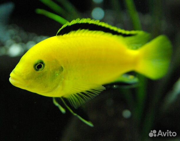 Цихлиды большие