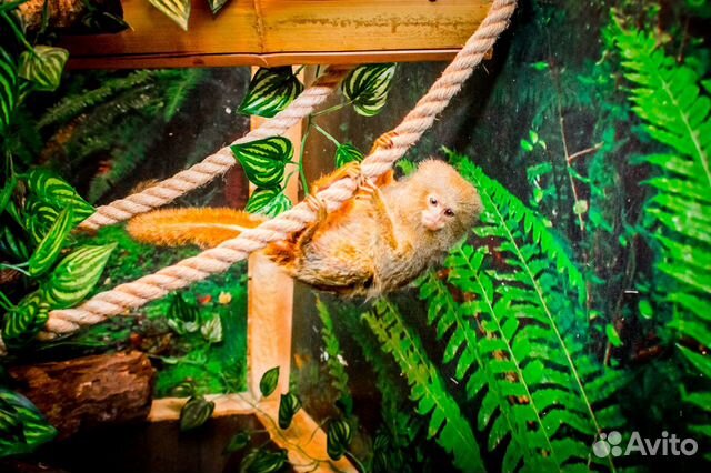 Карликовая обезьянка