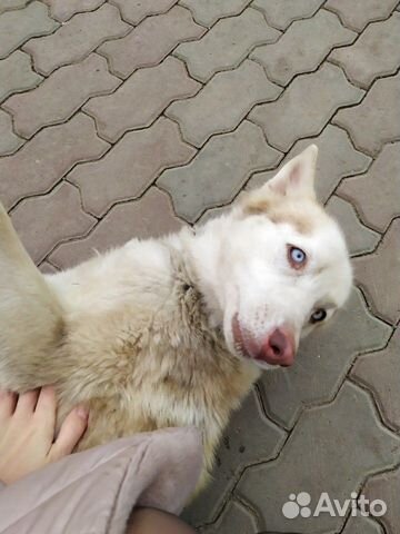 Хаски альбинос