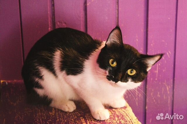 Кошка Шипунька, 3 года (из приюта)