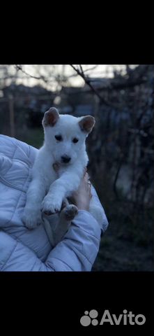 В добрые руки кобелёк