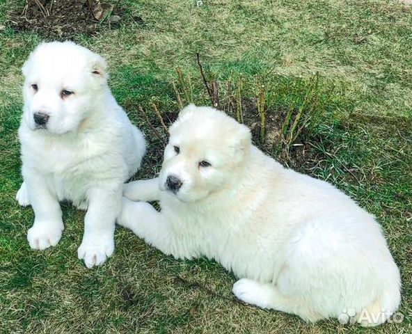 Белые медведи сао