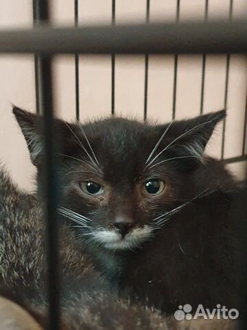 Маленький Отэлло ждет маму