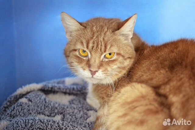 Рыжее сокровище в Ваш дом