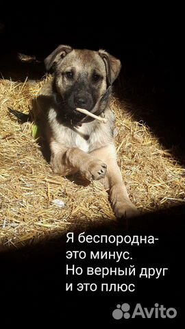 Щенок 3,5 месяца в дар на охрану