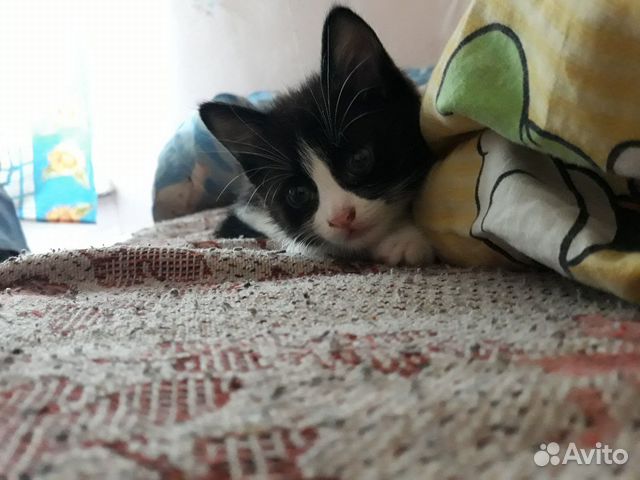 Котята 1,5 месяца,отдам в хорошие руки