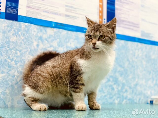 Молодая кошечка в дар