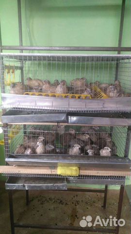 Перепела. яйца перепелов